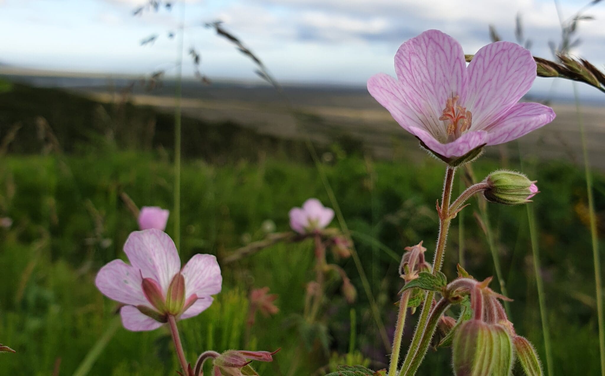 Nýnemaballi frestað | Tækniskólinn